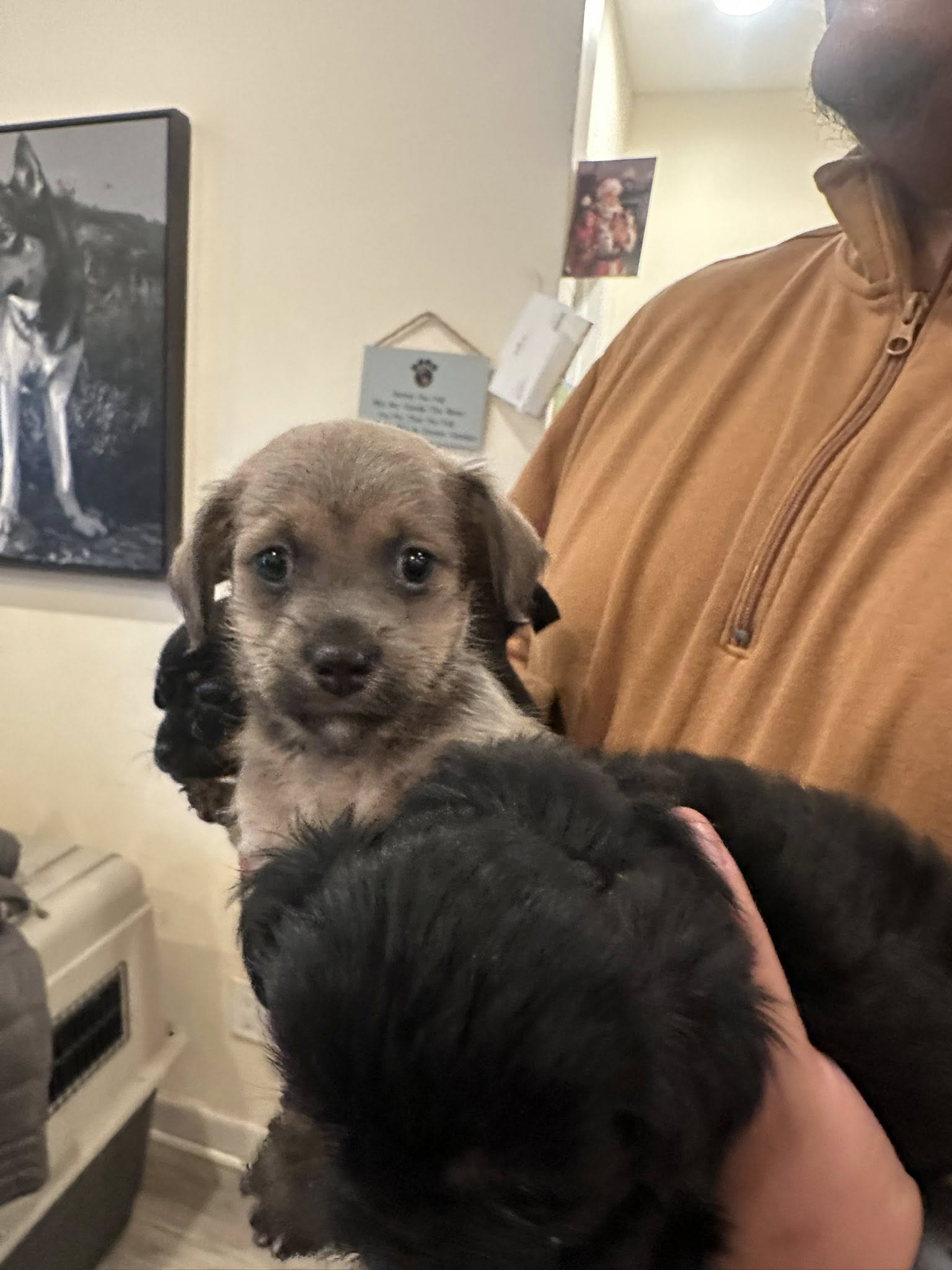 Yorkie mix boy – Sunny Day Acres